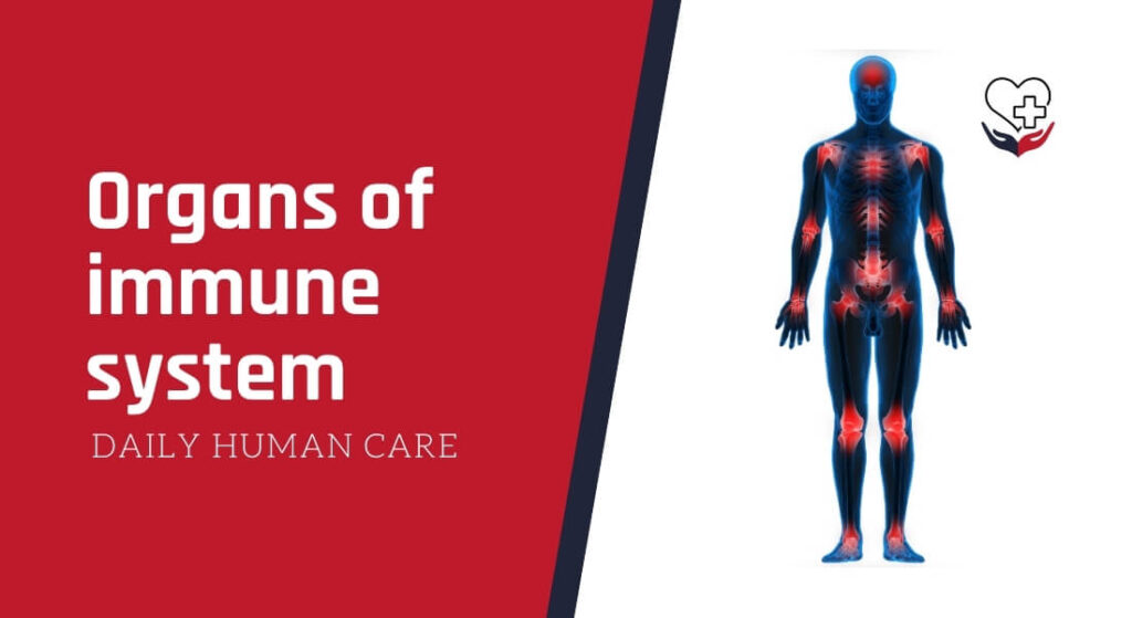 What Are The Organs Of The Immune System? | An Exclusive Guide 2022 ...
