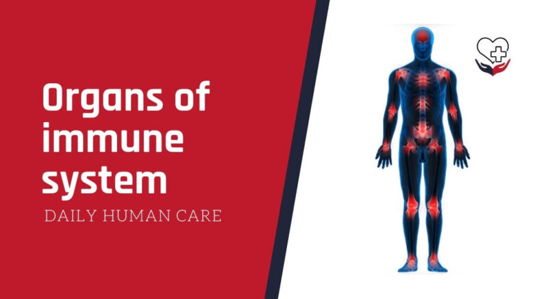 What Are The Organs Of The Immune System? | An Exclusive Guide 2022 ...