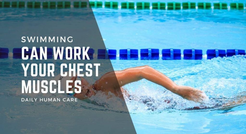 Do You Know Swimming Can Work Your Chest Muscles |2022 - Daily Human Care